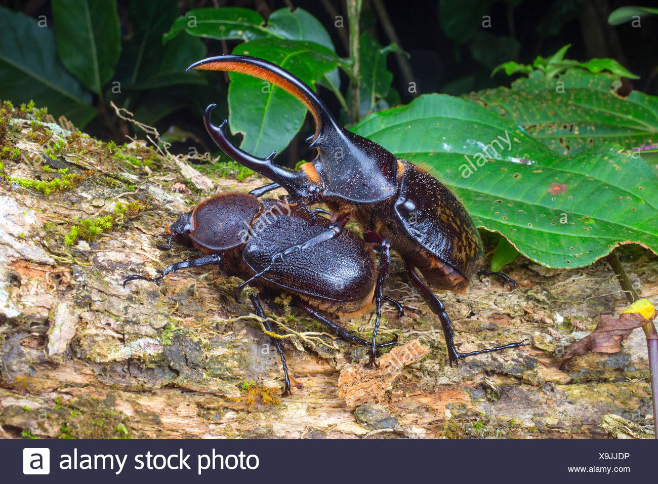 Male Hercules Beetle Dynastes Hercules High Resolution Stock ...