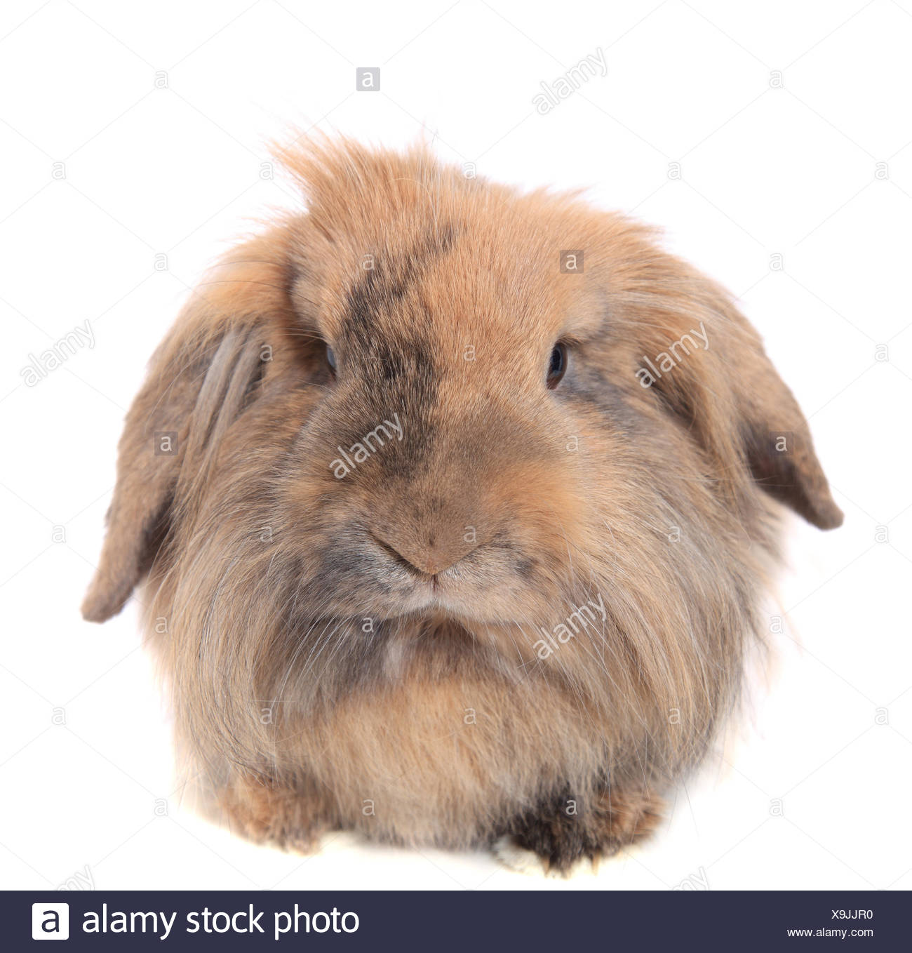 Brown Bunny Stock Photos & Brown Bunny Stock Images - Alamy