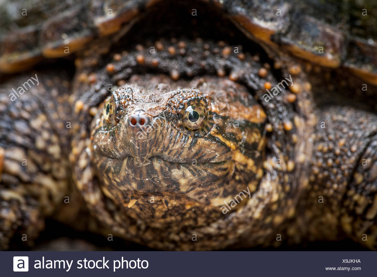 Snapping Turtle Canada High Resolution Stock Photography and Images - Alamy