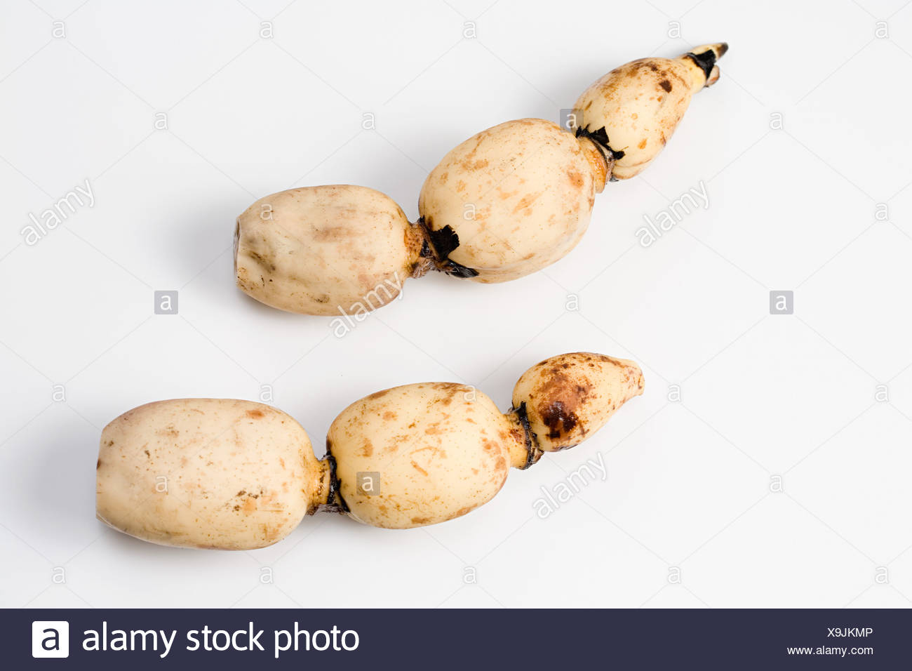 Lotus Root Stock Photos & Lotus Root Stock Images - Alamy