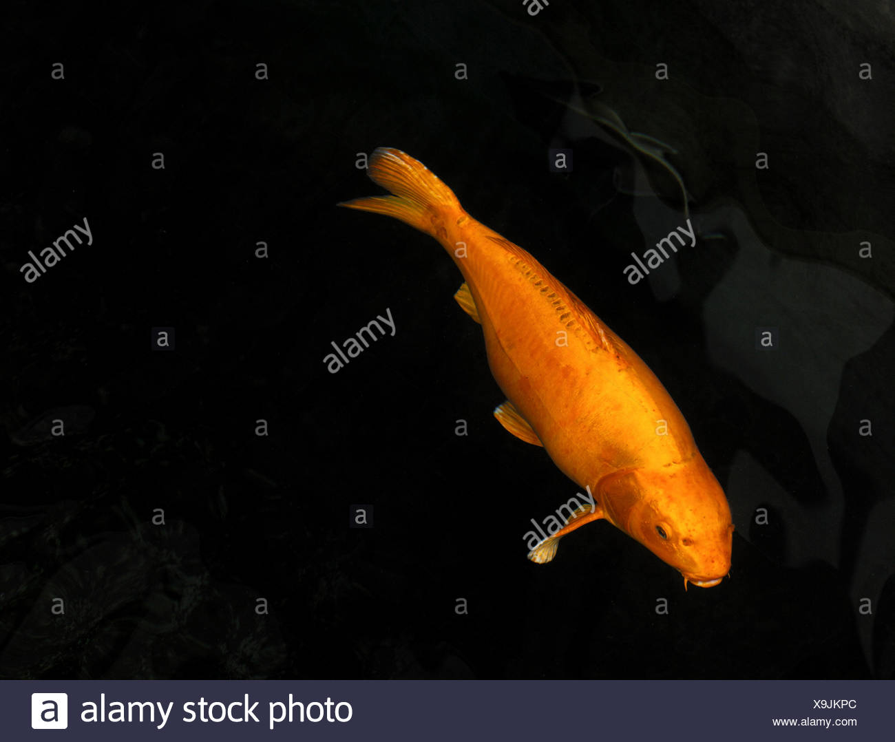 Yellow Carp High Resolution Stock Photography and Images - Alamy