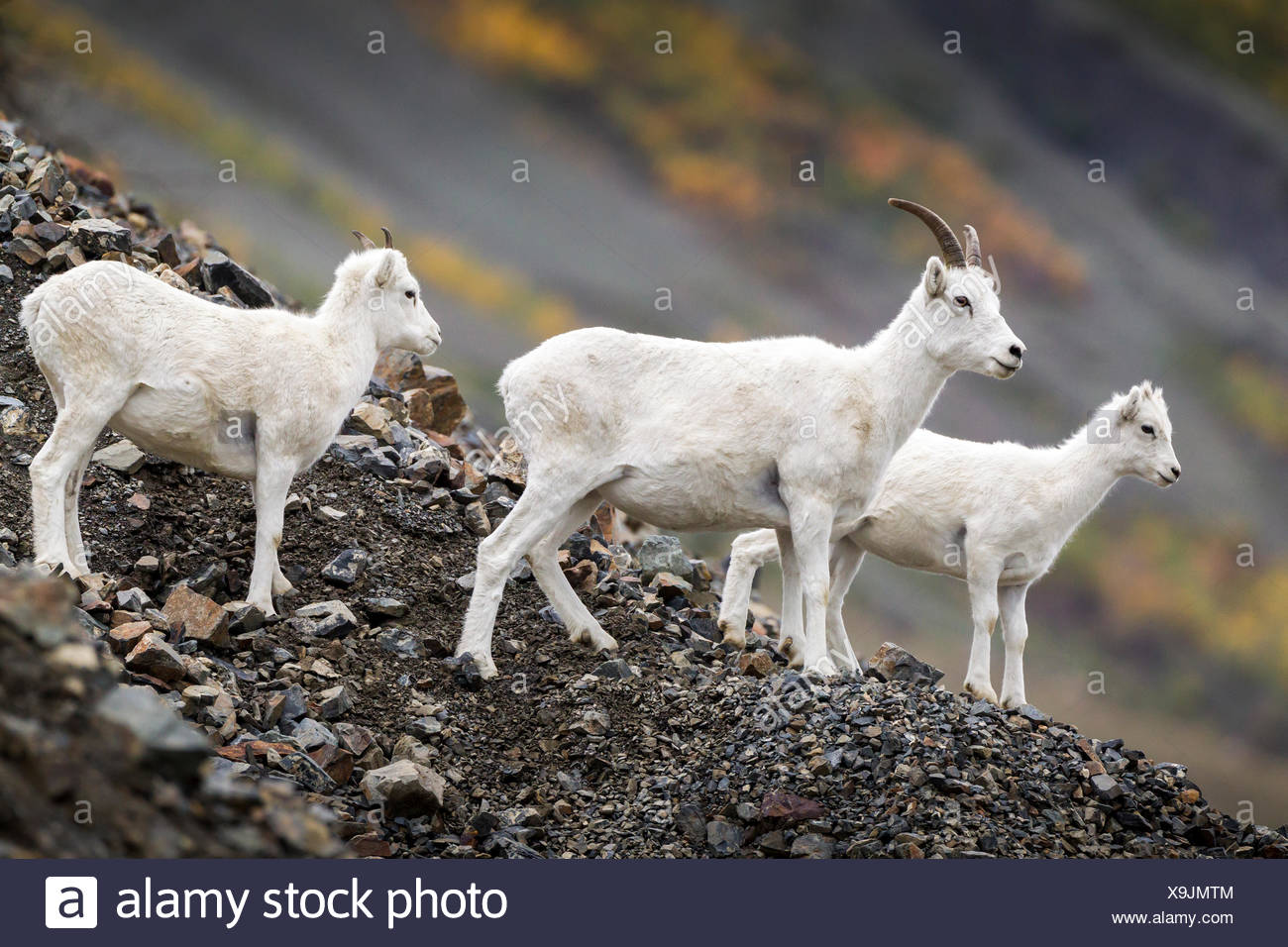 Dall Sheep Ovis High Resolution Stock Photography and Images - Alamy