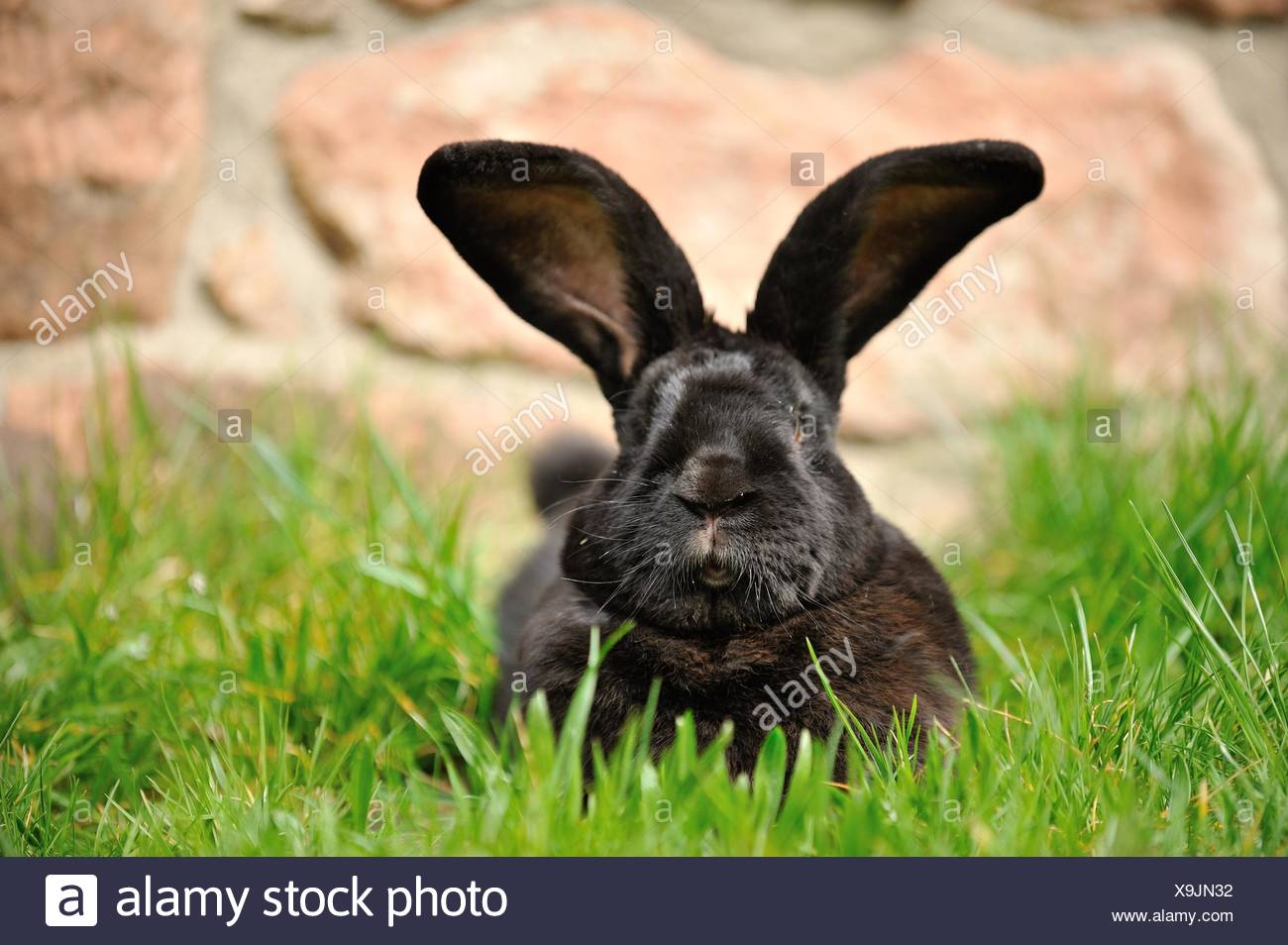 German Giant Rabbit Stock Photos & German Giant Rabbit Stock Images - Alamy