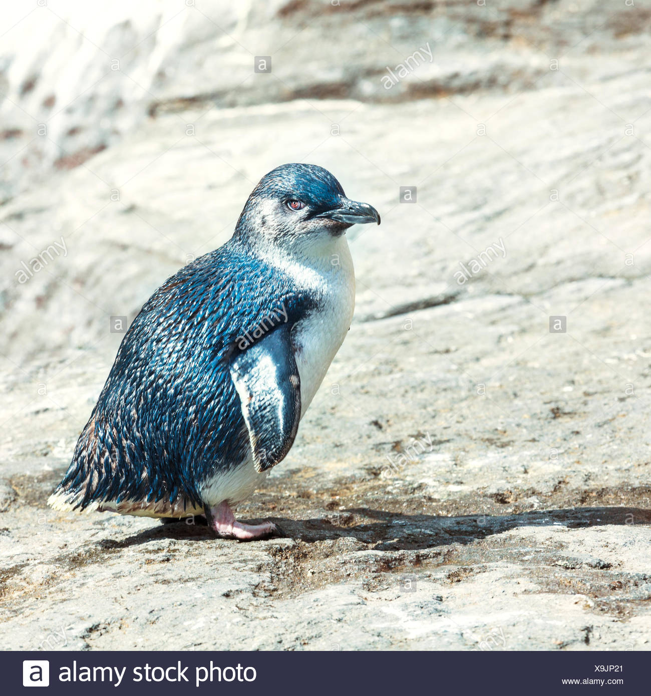 Little Blue Fairy Penguin High Resolution Stock Photography and Images ...