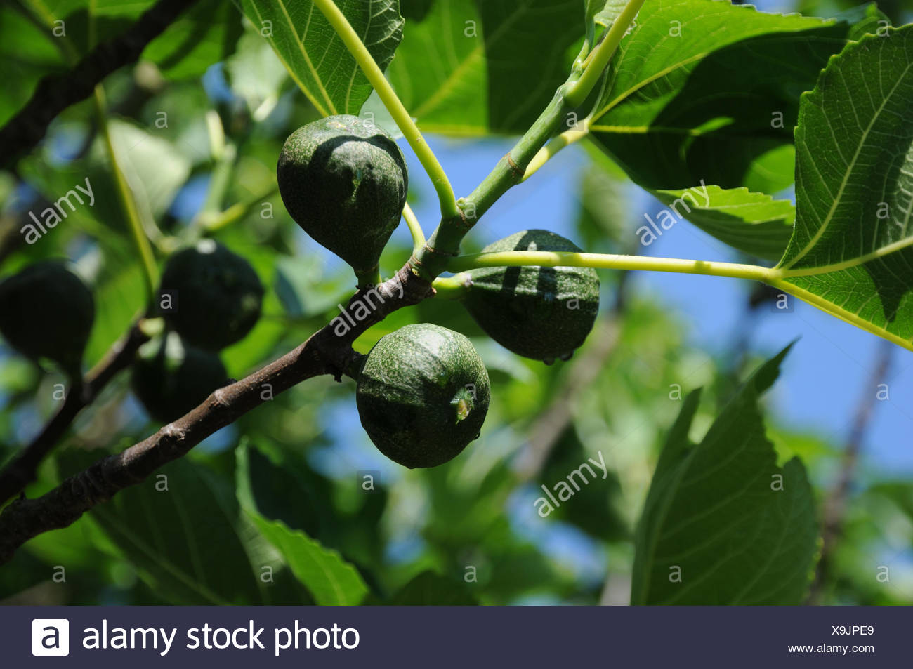 Fruit Carica Fig Tree High Resolution Stock Photography and Images - Alamy