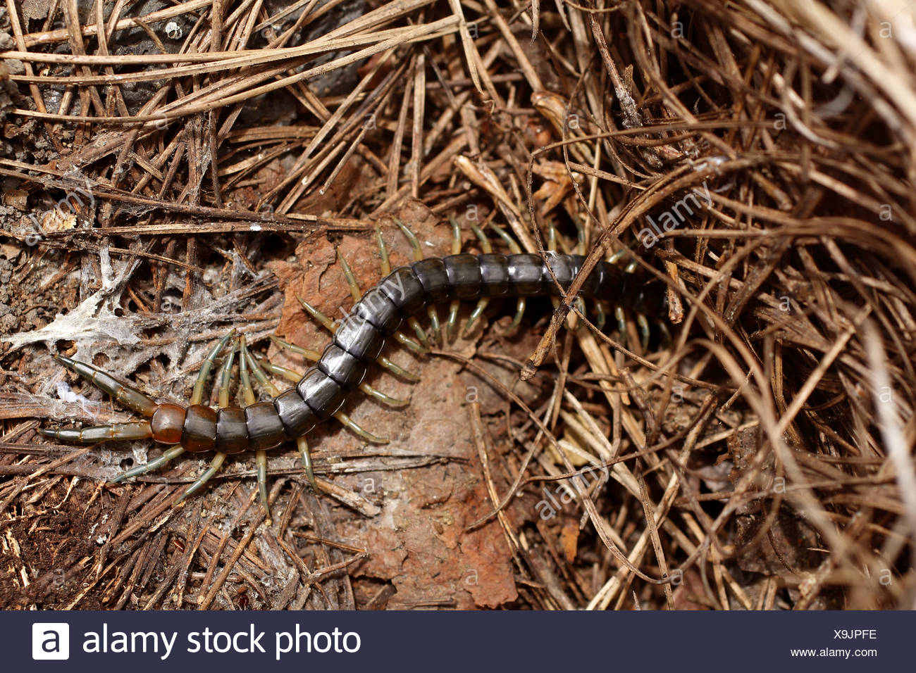 Centipedes High Resolution Stock Photography and Images - Alamy