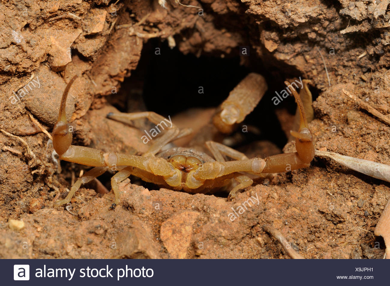 Scorpions Mesobuthus Gibbosus High Resolution Stock Photography and ...