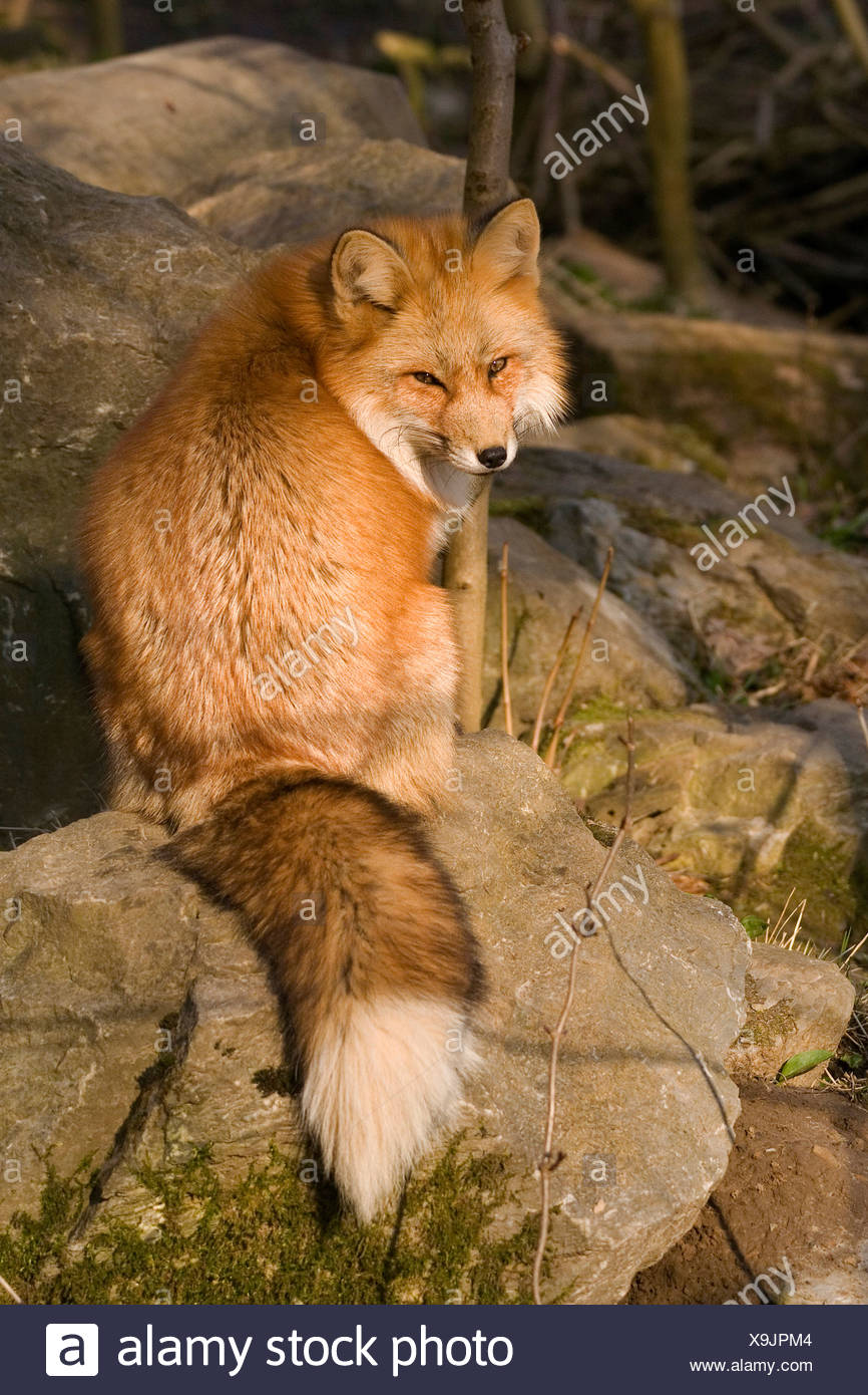 Rear View Red Fox High Resolution Stock Photography and Images - Alamy