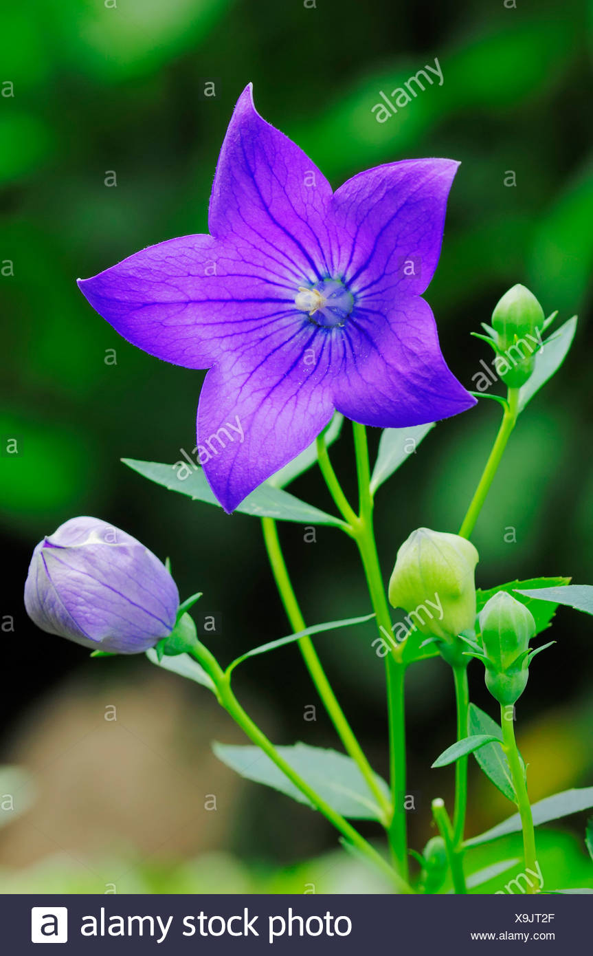 Chinese Bell Flower High Resolution Stock Photography and Images - Alamy