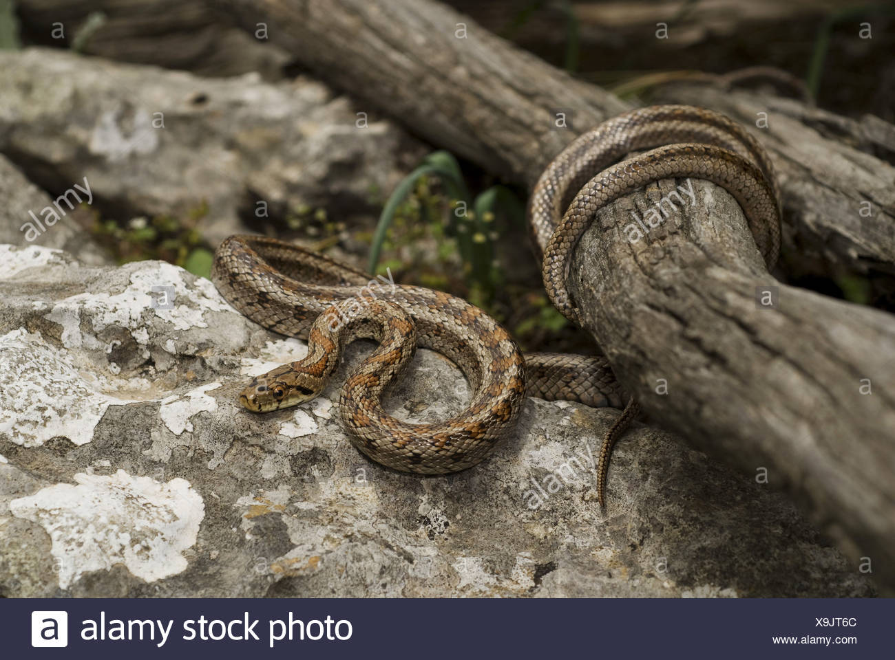 Juvenile Rat Snake High Resolution Stock Photography and Images - Alamy
