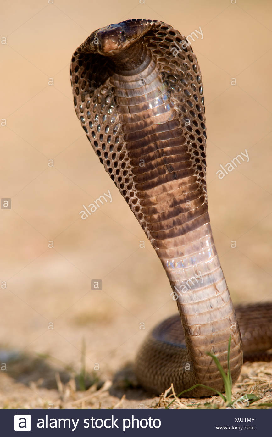 Egyptian Cobra Snake High Resolution Stock Photography and Images - Alamy