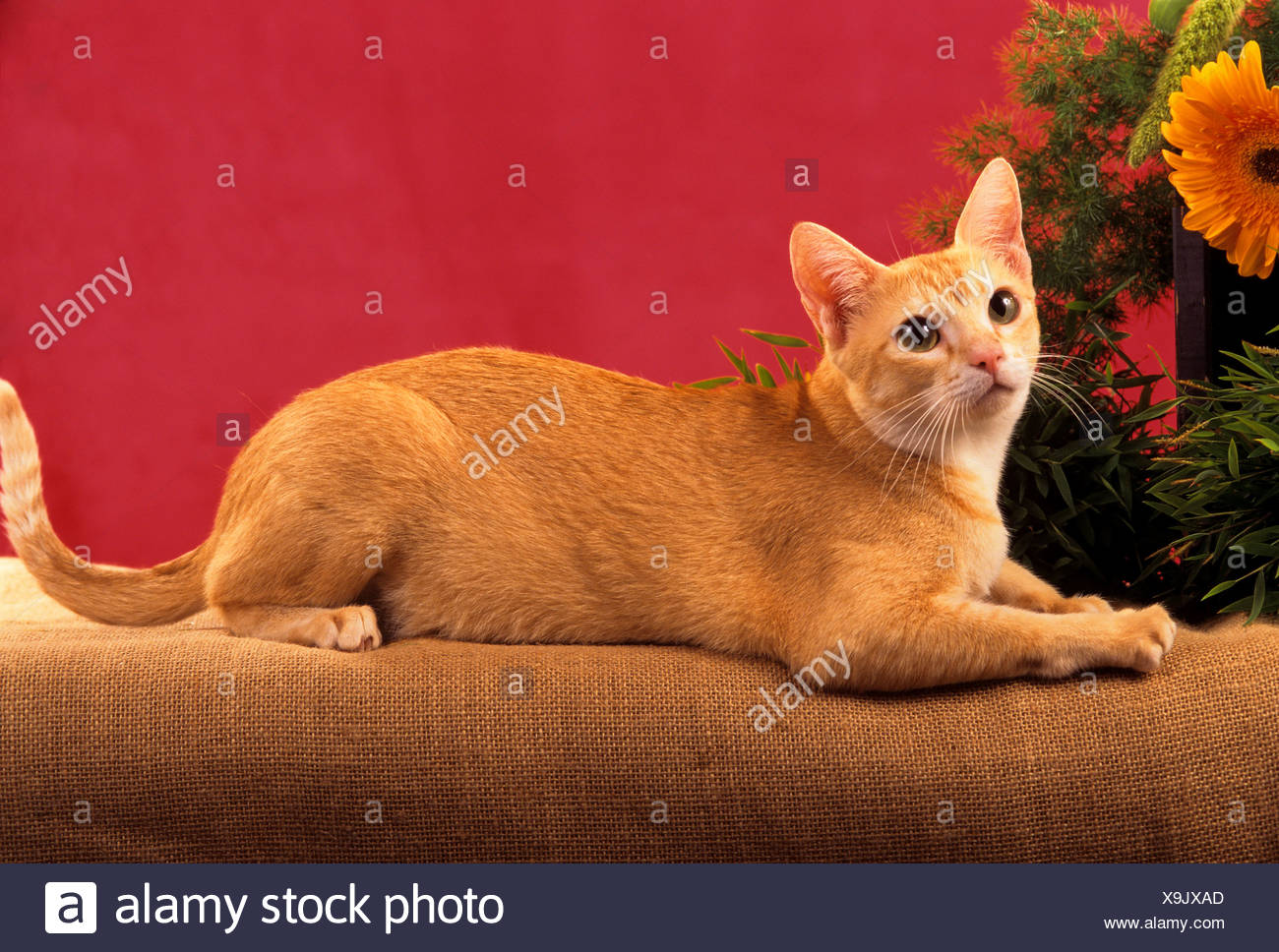 Ceylon Cat High Resolution Stock Photography and Images - Alamy