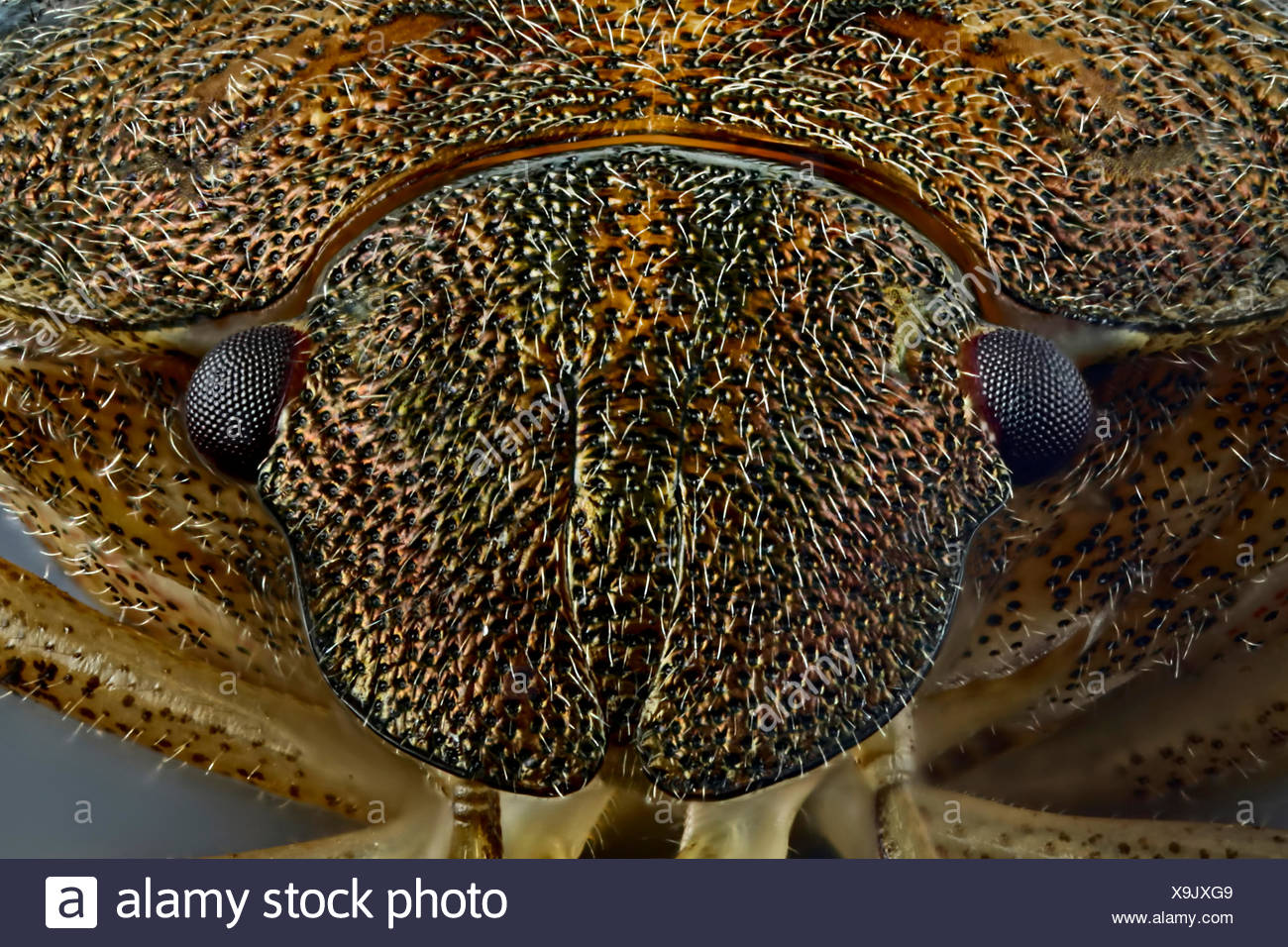 Wanzen High Resolution Stock Photography and Images - Alamy