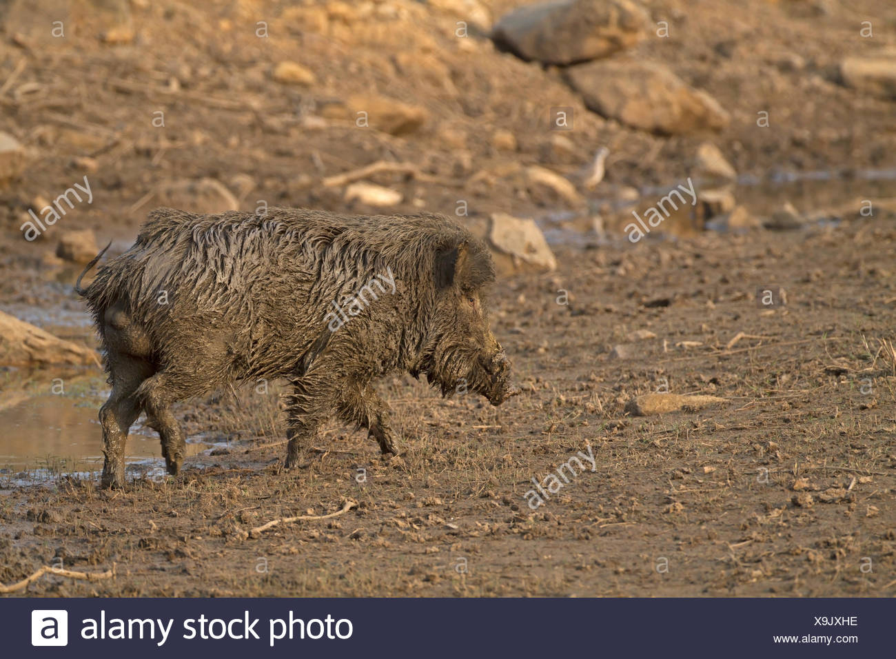 Asian Wild Boars High Resolution Stock Photography and Images - Alamy