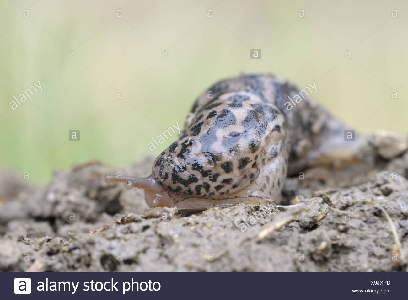 Tiger Slug Stock Photos & Tiger Slug Stock Images - Alamy