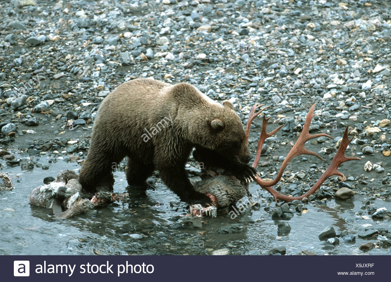 American Caribou Eating High Resolution Stock Photography and Images ...