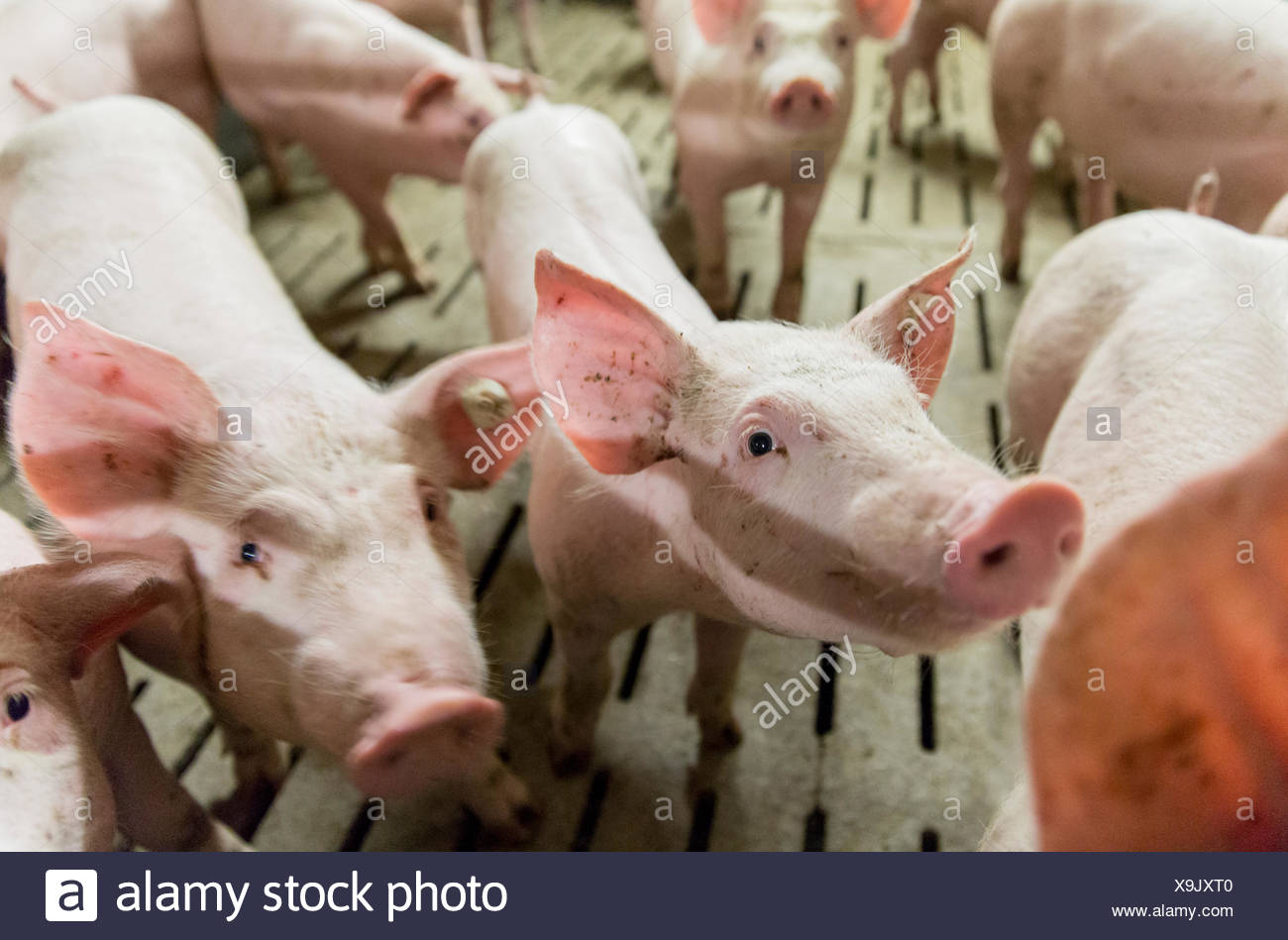 Pigsty High Resolution Stock Photography and Images - Alamy