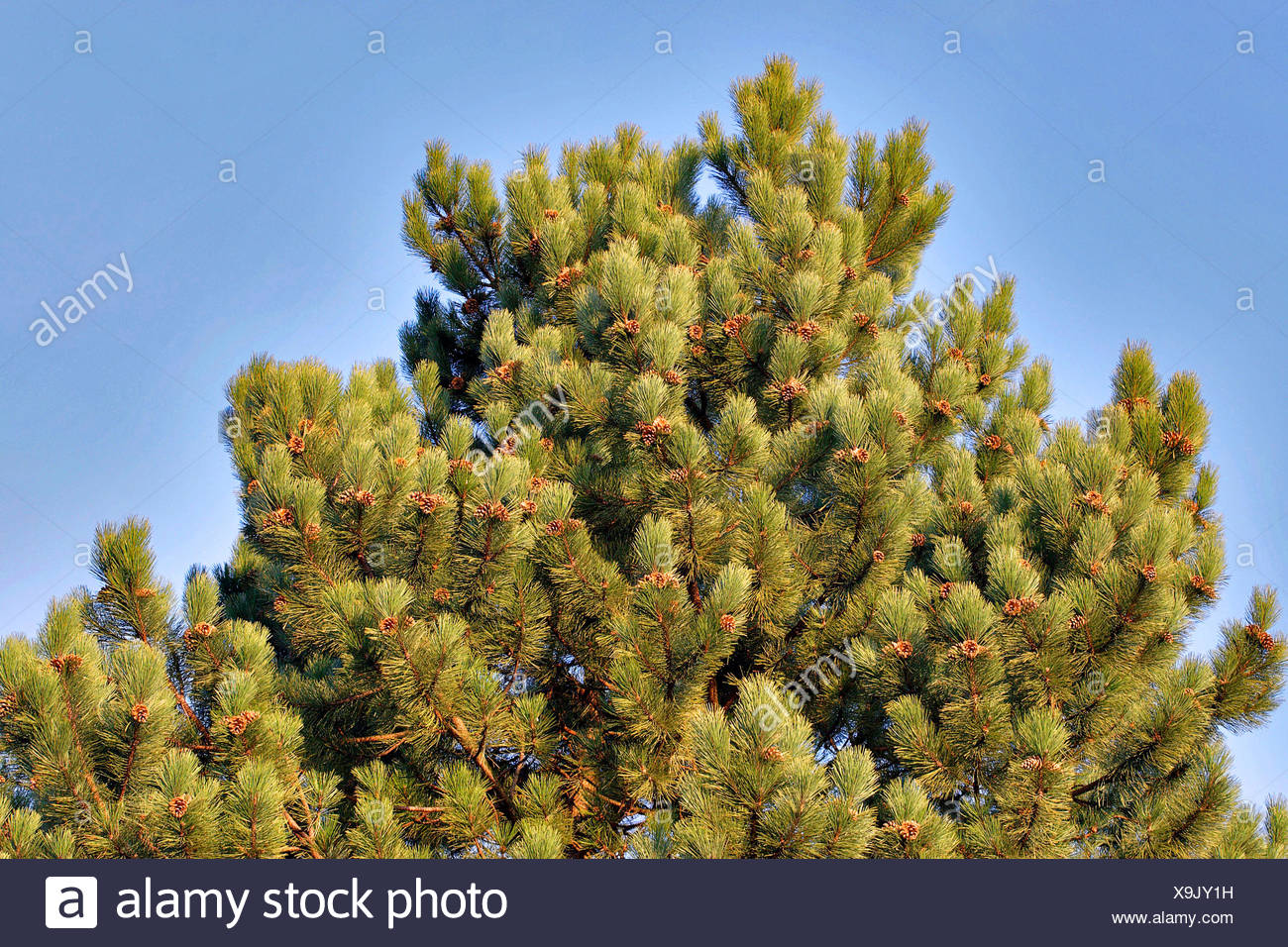 Corsican Tree High Resolution Stock Photography and Images - Alamy