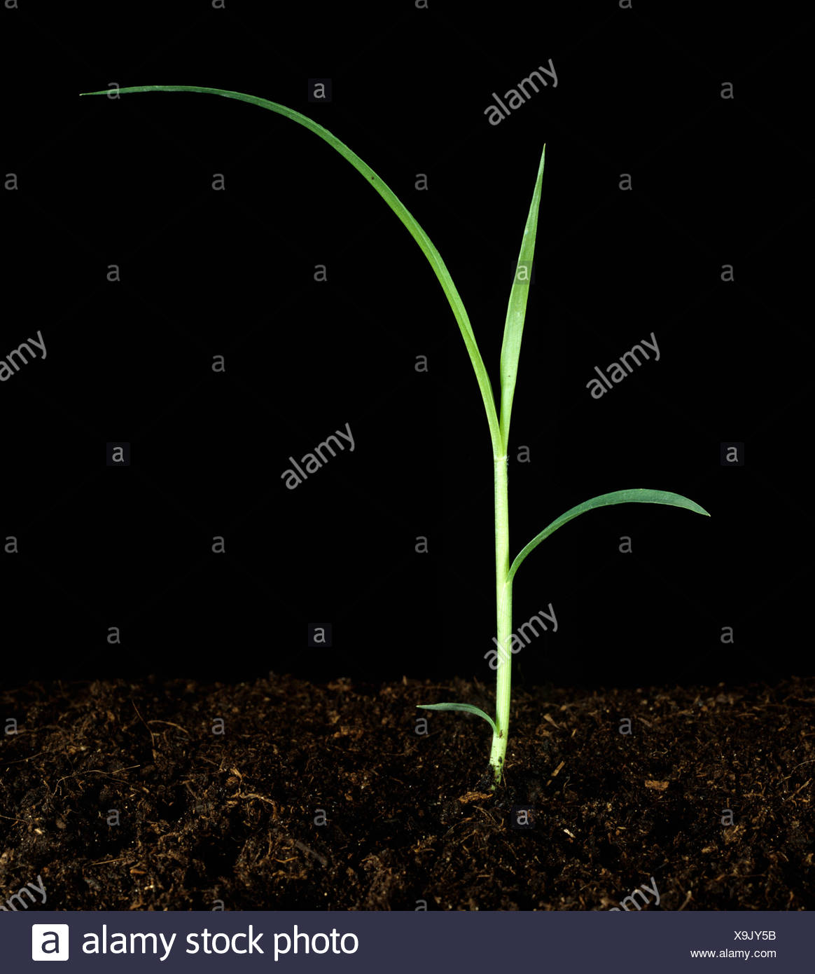 Giant Setaria High Resolution Stock Photography and Images - Alamy
