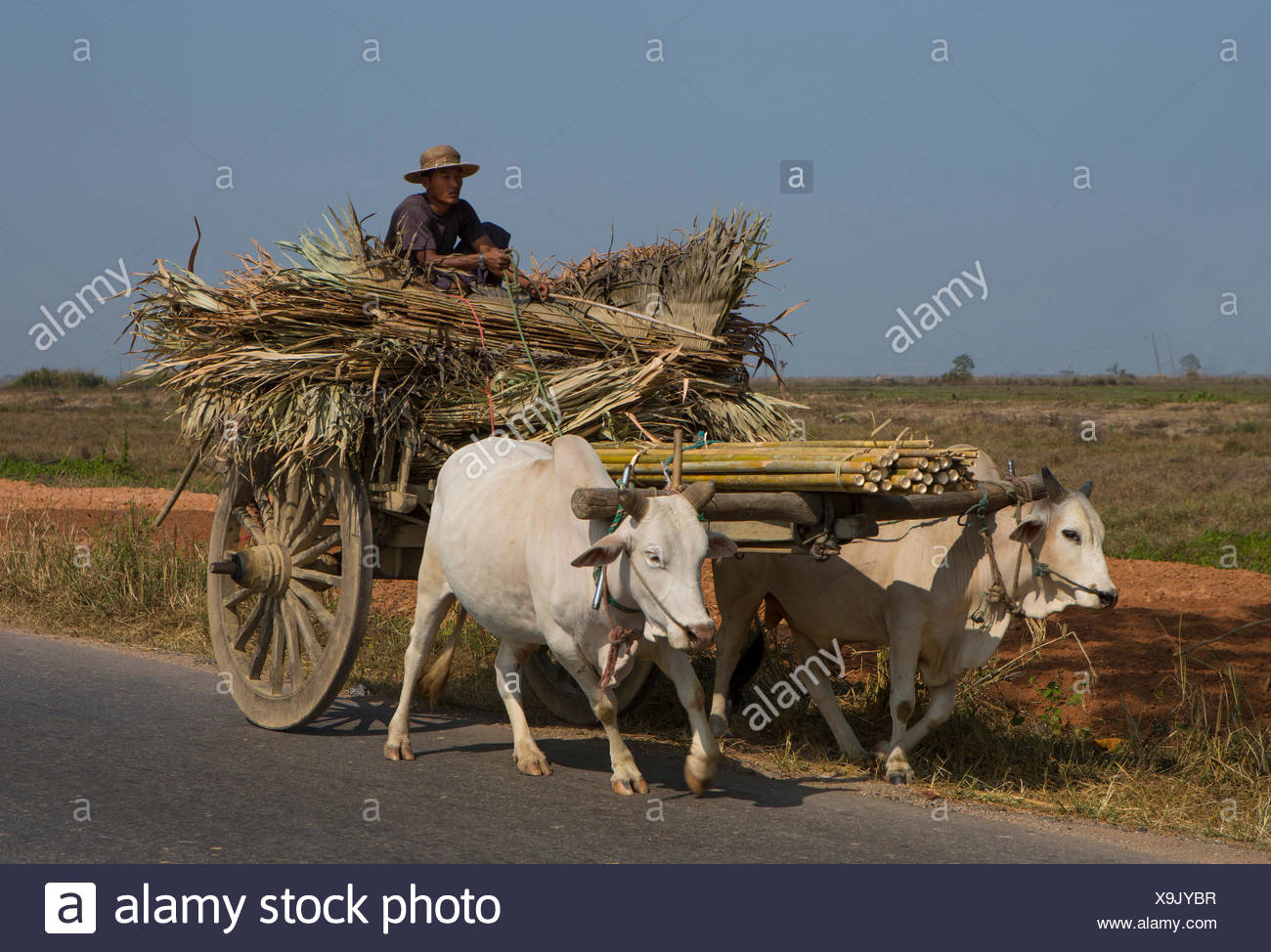 Myanmar Cows High Resolution Stock Photography and Images - Alamy