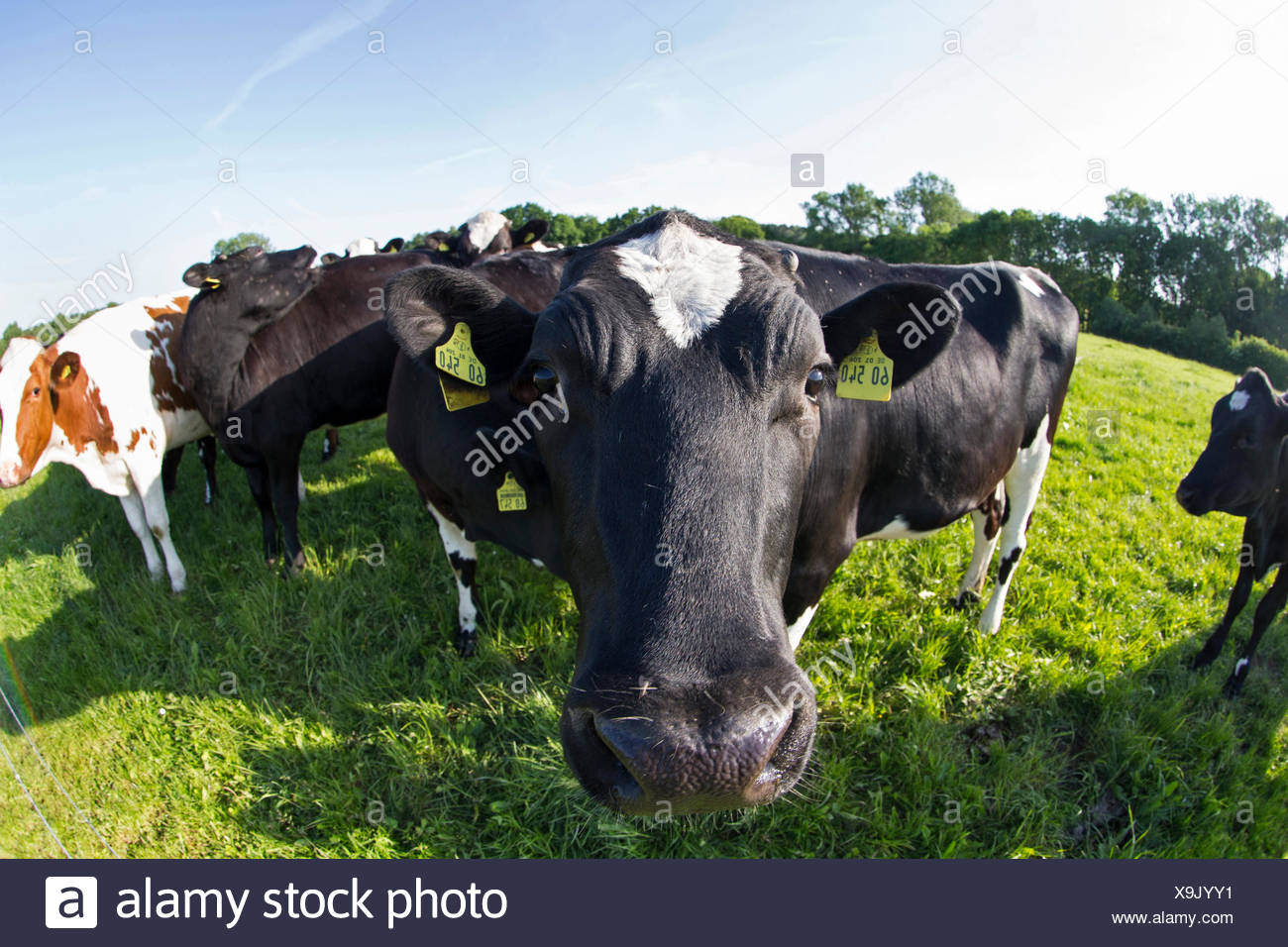 Black Pied Dairy Cattle High Resolution Stock Photography and Images ...