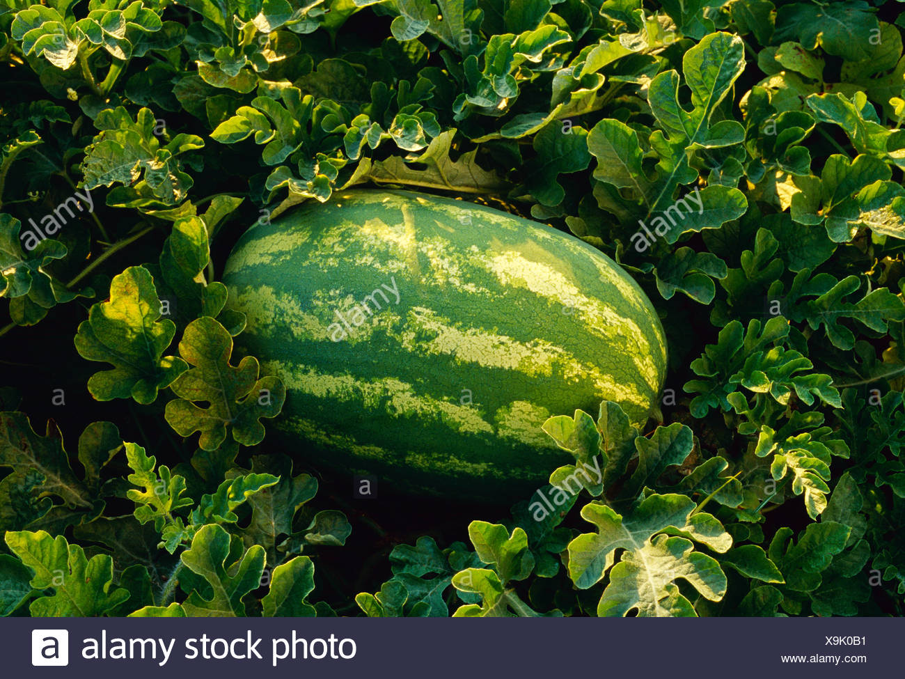 Watermelon Vine High Resolution Stock Photography and Images - Alamy