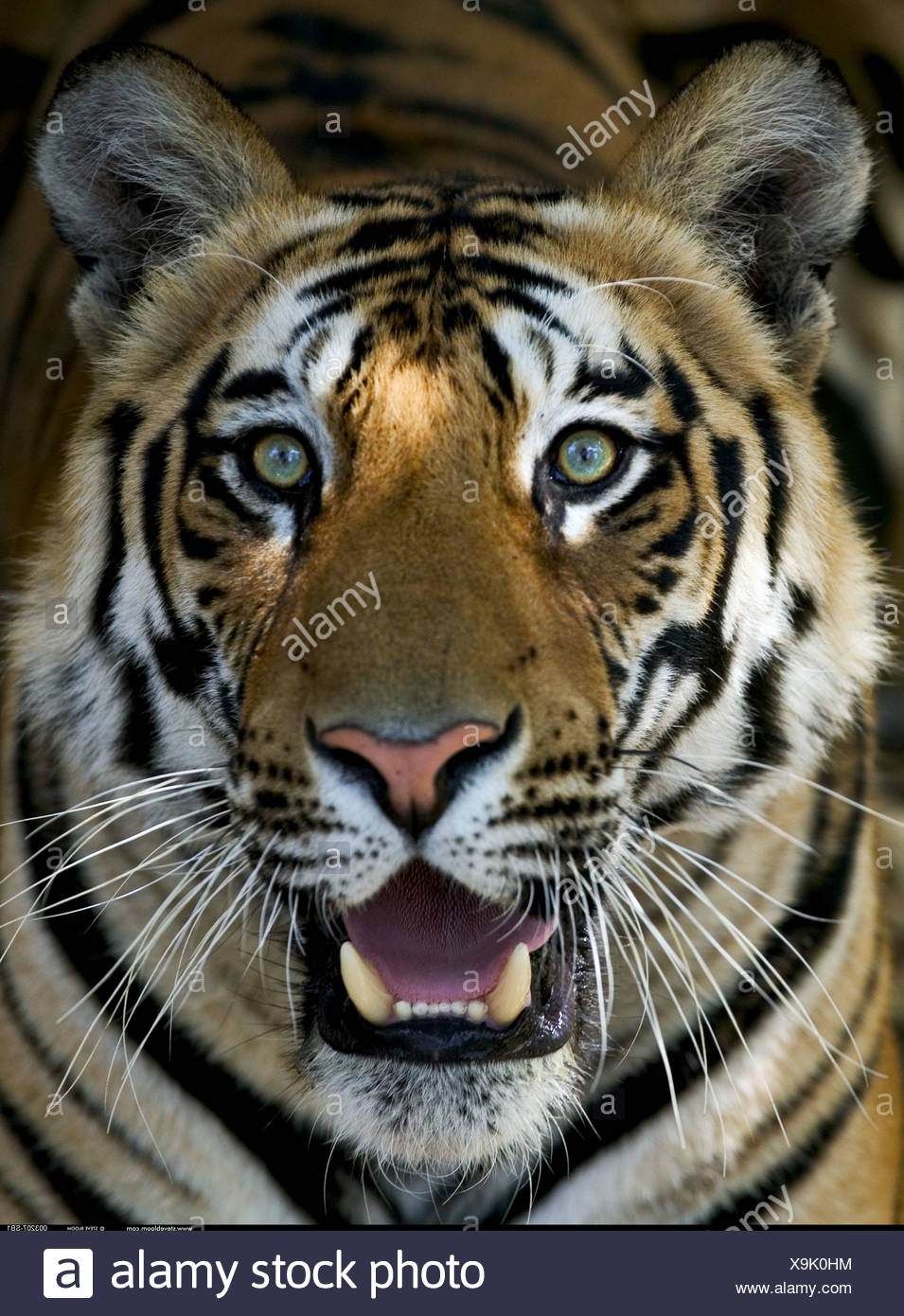 Tiger Ear High Resolution Stock Photography and Images - Alamy