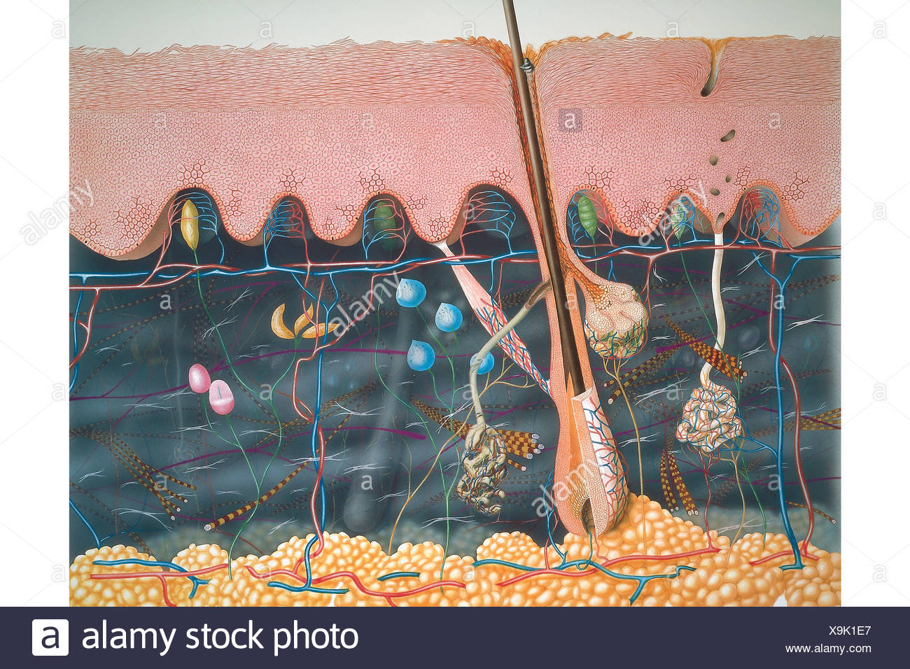 Medulla High Resolution Stock Photography and Images - Alamy