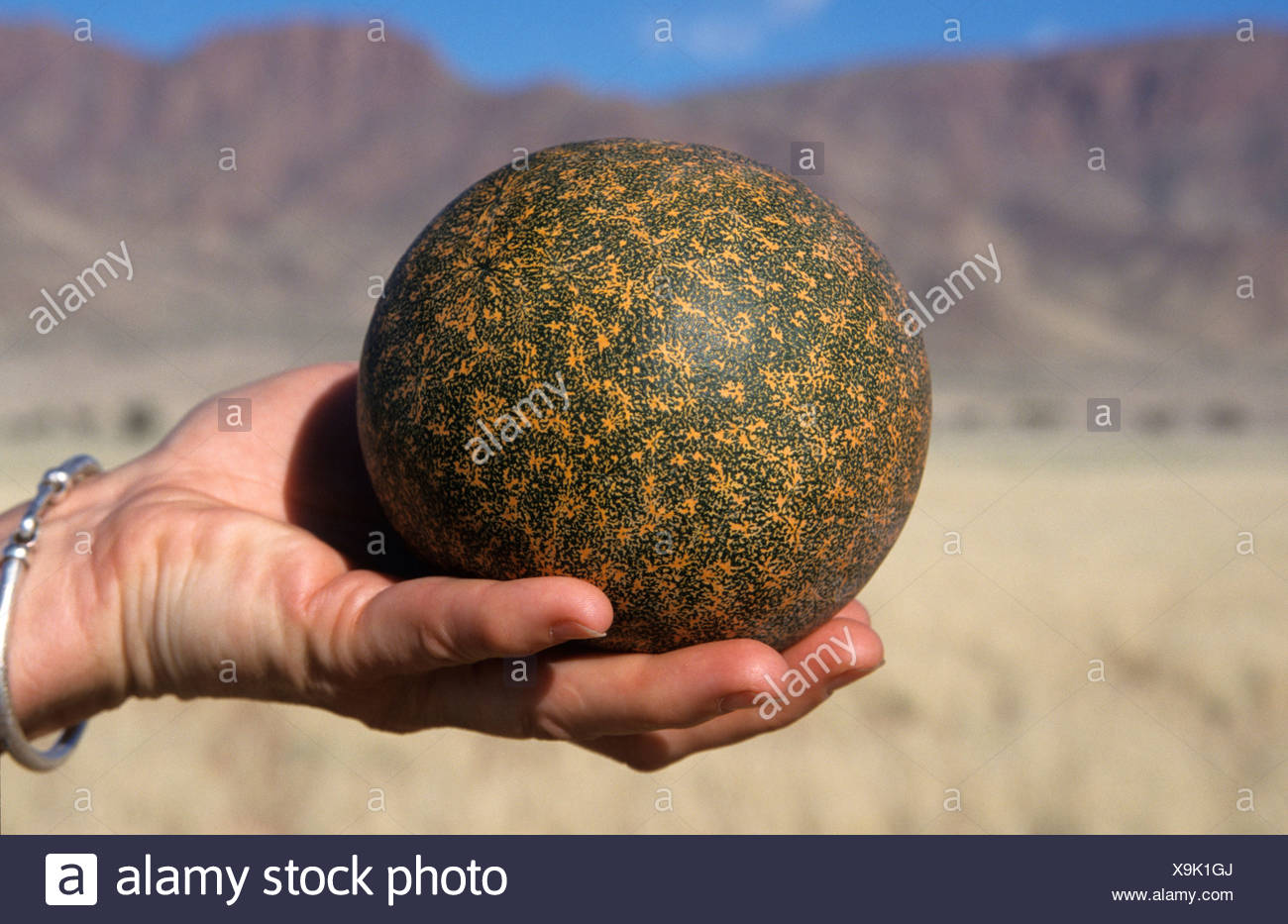 Tsama Melons Stock Photos & Tsama Melons Stock Images - Alamy