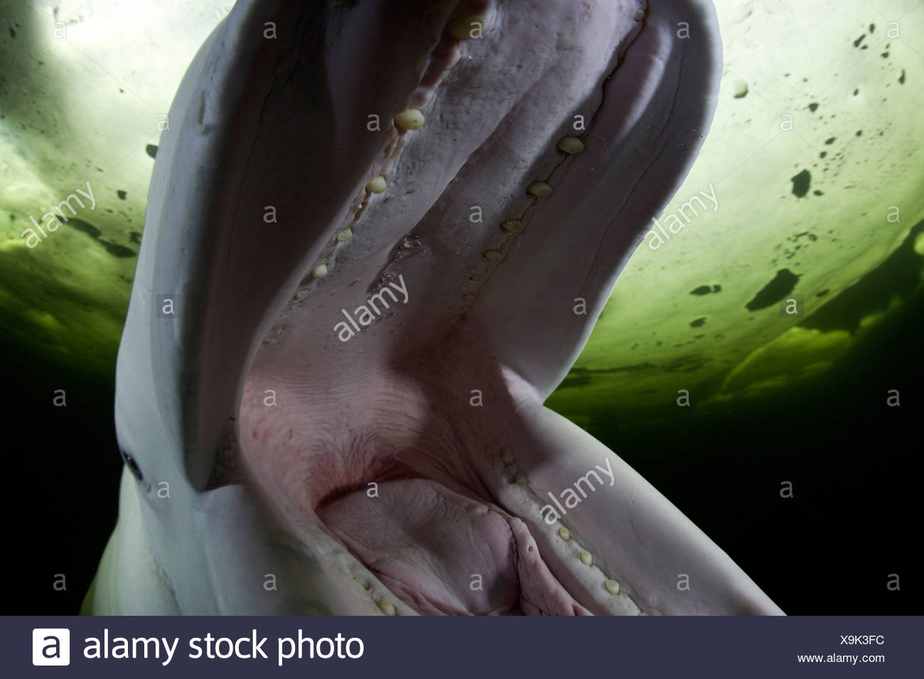 Whale Teeth High Resolution Stock Photography and Images - Alamy