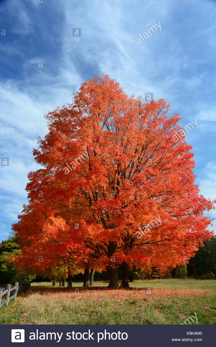 Large Sugar Maple Trees Stock Photos & Large Sugar Maple Trees Stock ...