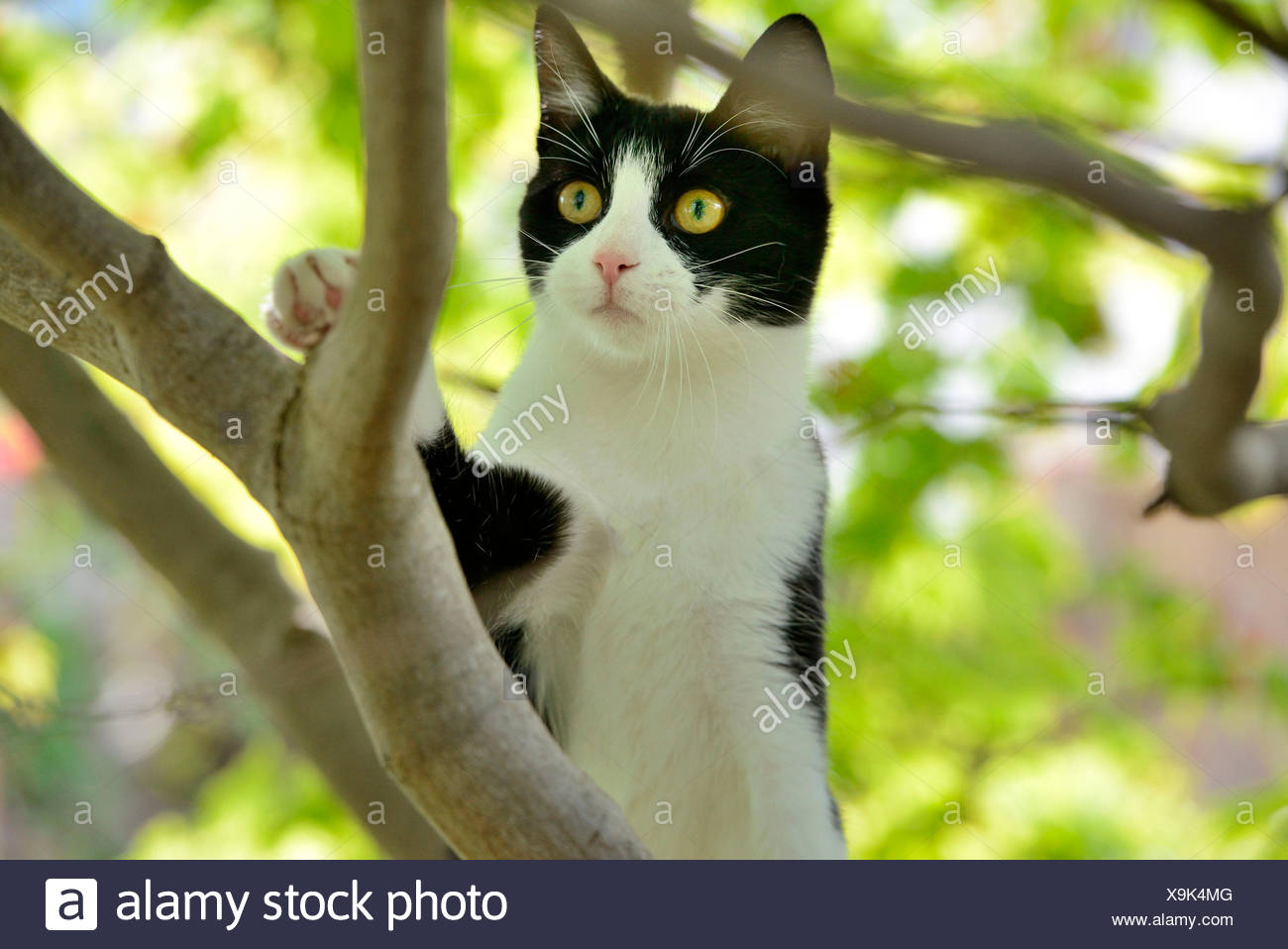 Cat Climbing Tree High Resolution Stock Photography and Images - Alamy