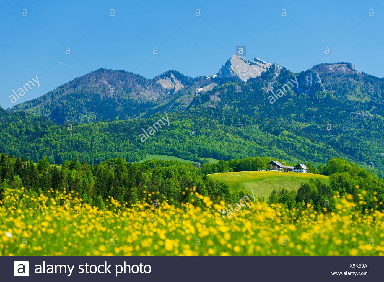 Wild Flowers Austria Stock Photos & Wild Flowers Austria Stock Images ...