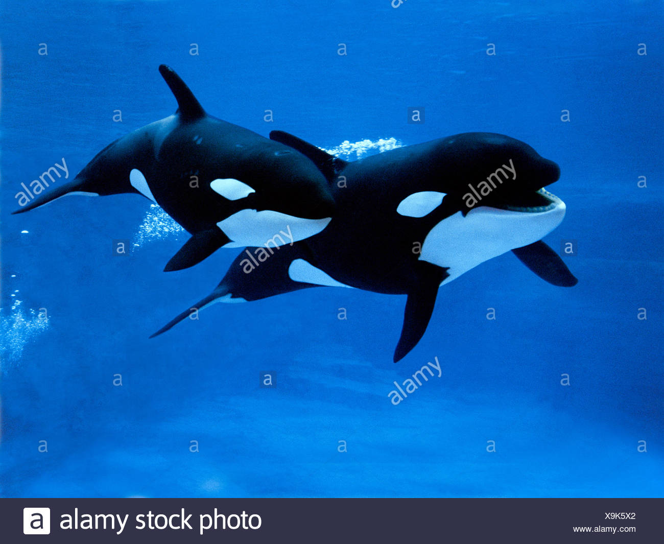 Female Killer Whale Underwater High Resolution Stock Photography and ...