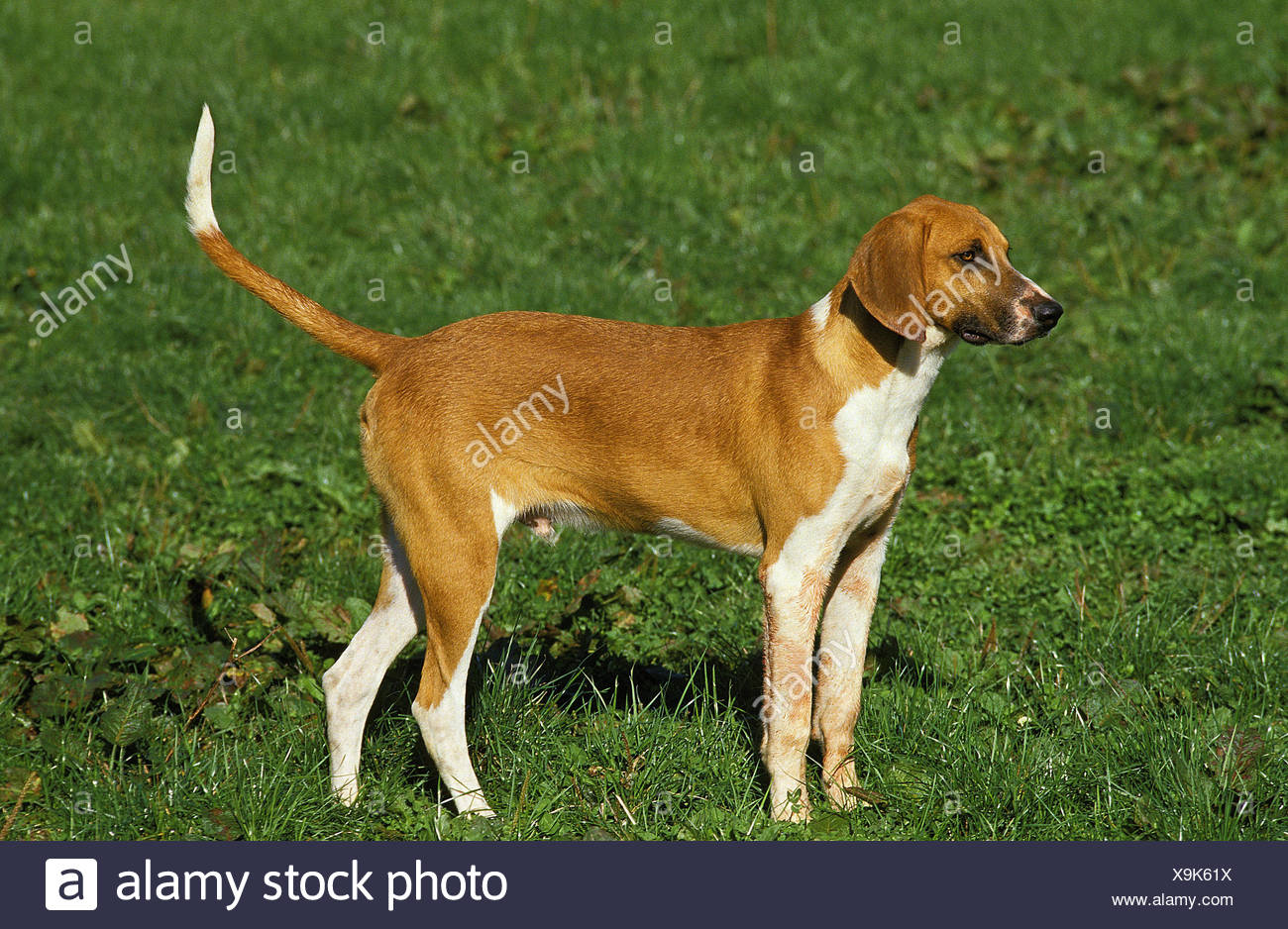 Anglo French Hounds High Resolution Stock Photography and Images - Alamy