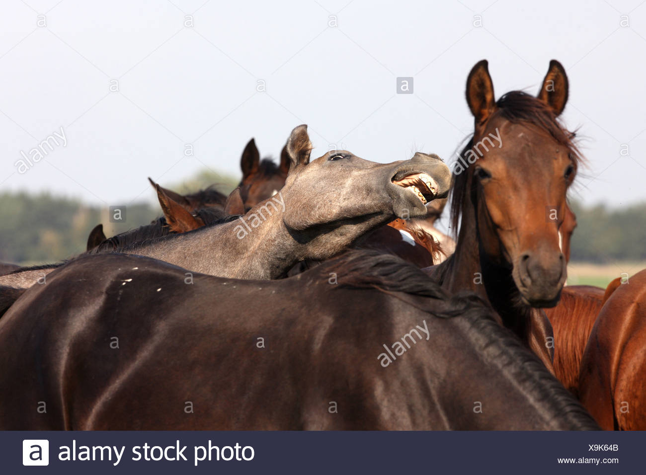 Aggressive Horse High Resolution Stock Photography and Images - Alamy