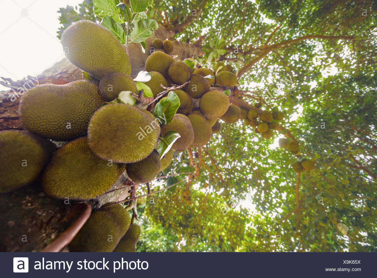 Jak Tree High Resolution Stock Photography and Images - Alamy