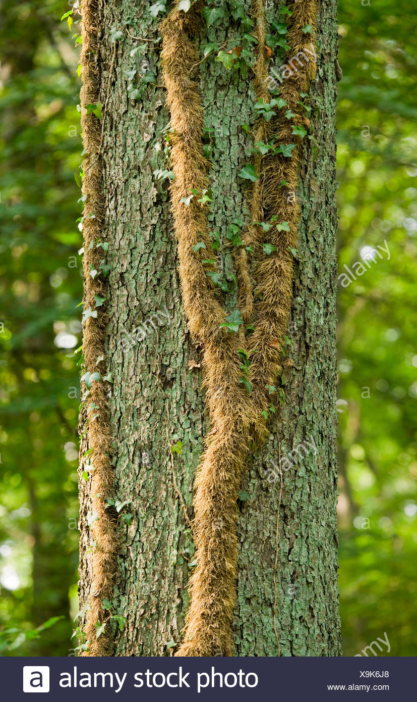 Adventitious Root High Resolution Stock Photography and Images - Alamy