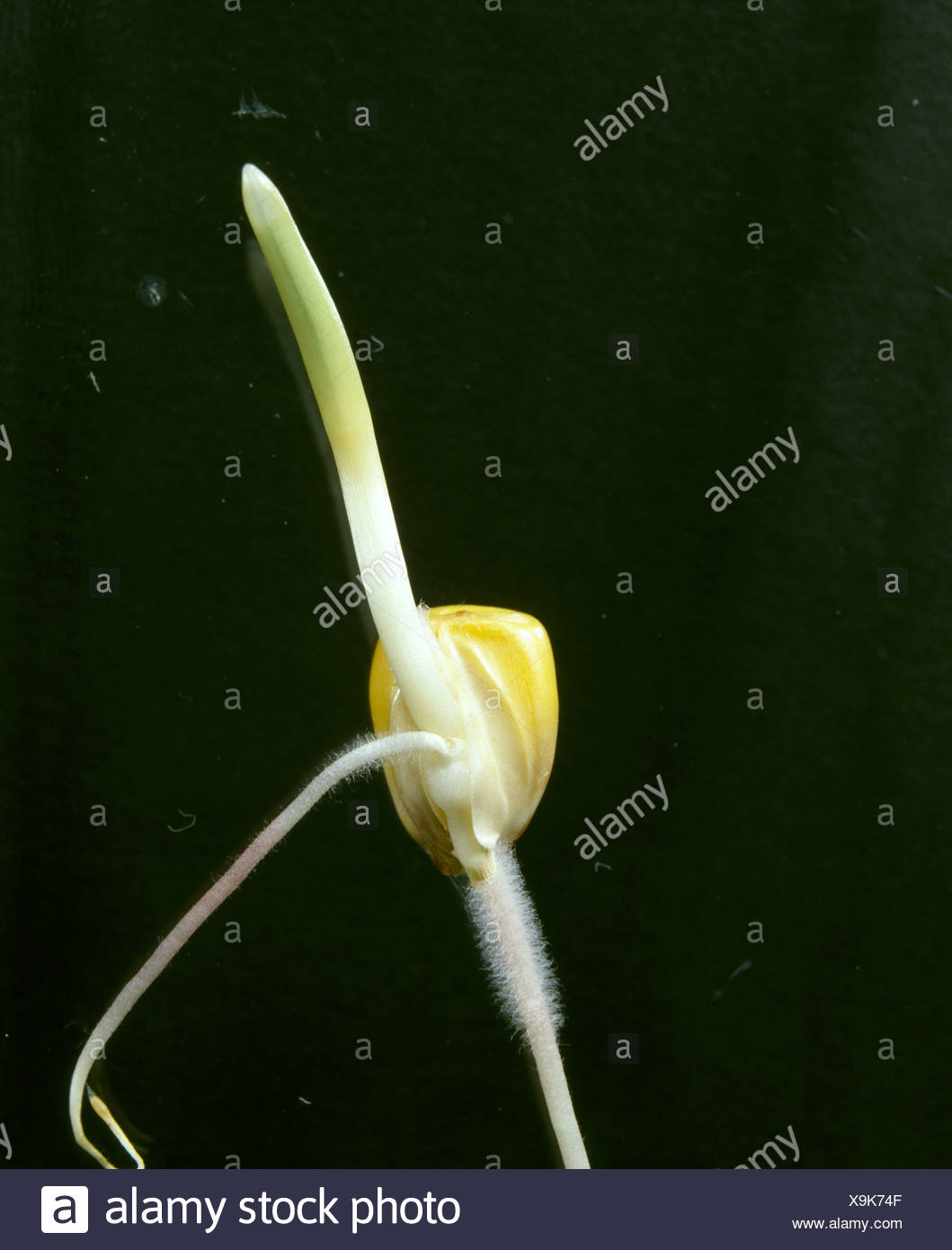 Coleoptile High Resolution Stock Photography and Images - Alamy