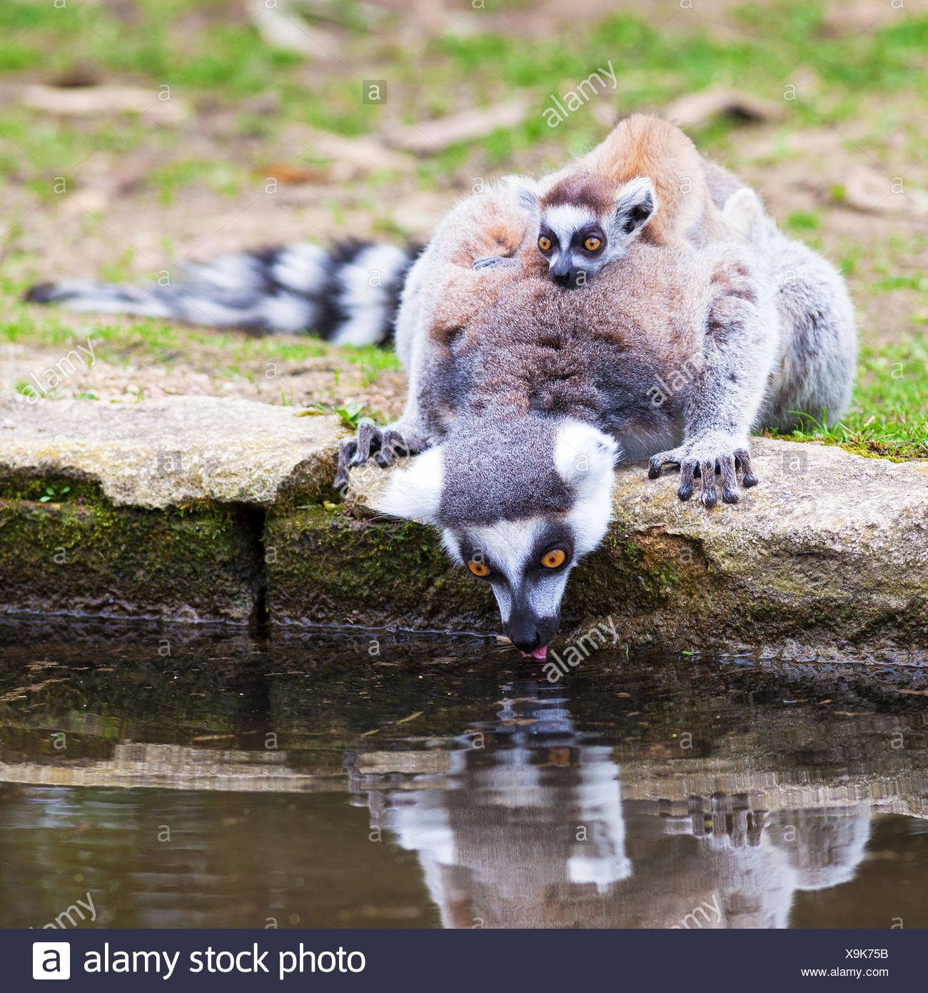 Lemur Catta Drinking High Resolution Stock Photography and Images - Alamy