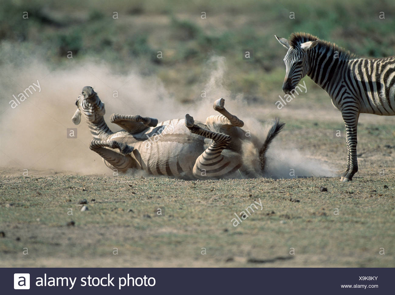 Rolling Animals - Rolling Animals Designbote - Download gif polar bear ...