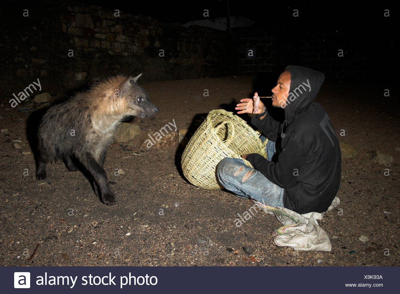 Man Feeding Hyena Harar Ethiopia High Resolution Stock Photography and ...