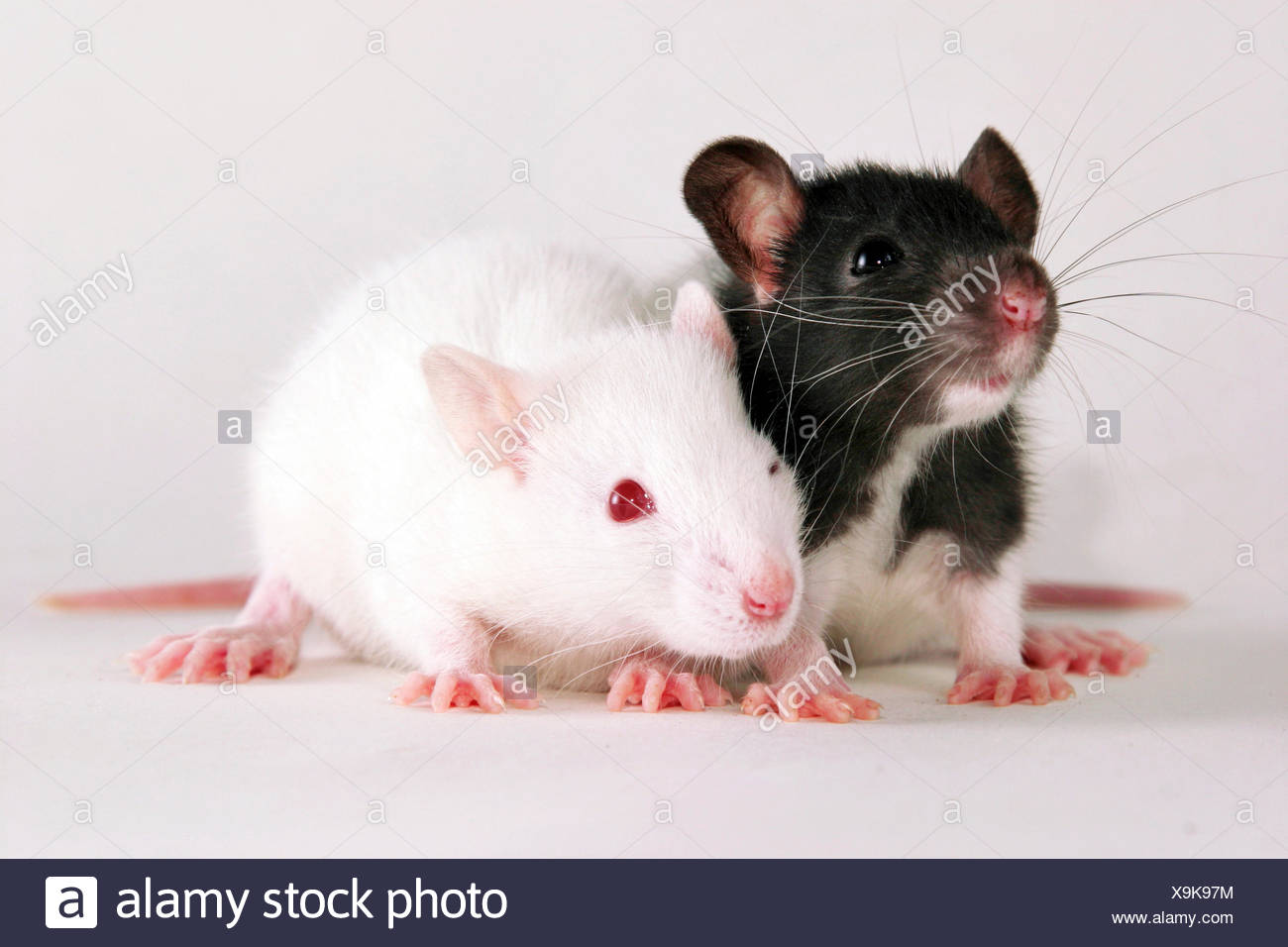 Young Rats Stock Photos & Young Rats Stock Images - Alamy