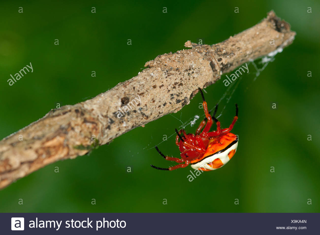 Bolas Spider High Resolution Stock Photography and Images - Alamy