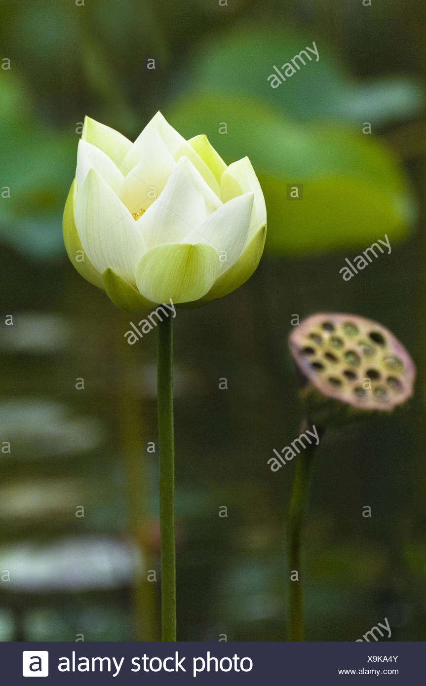 Blossom Wilt High Resolution Stock Photography and Images - Alamy