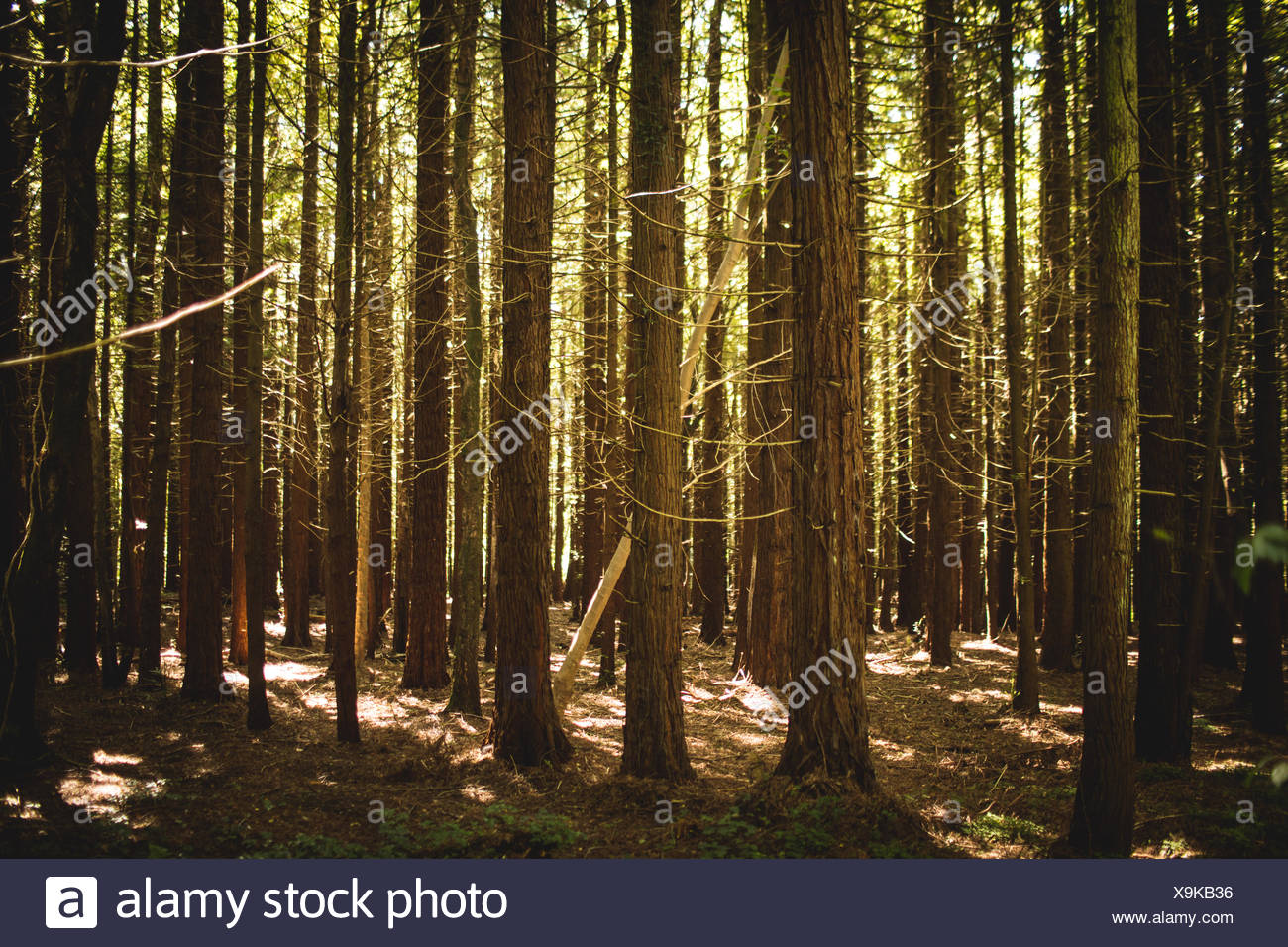 Trees Forest Stock Photos & Trees Forest Stock Images - Alamy