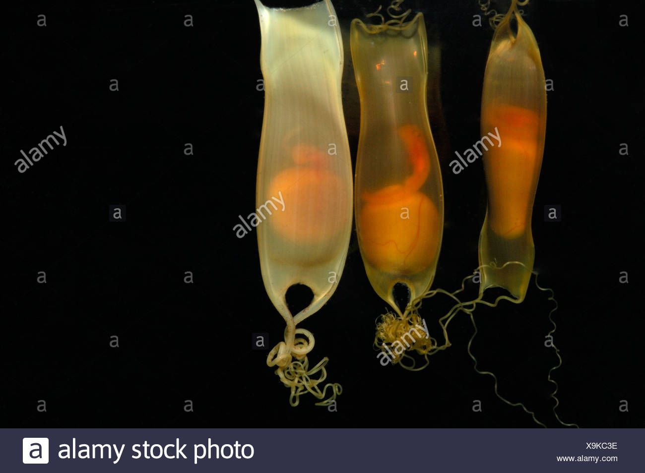 Bullhuss Stock Photos & Bullhuss Stock Images - Alamy