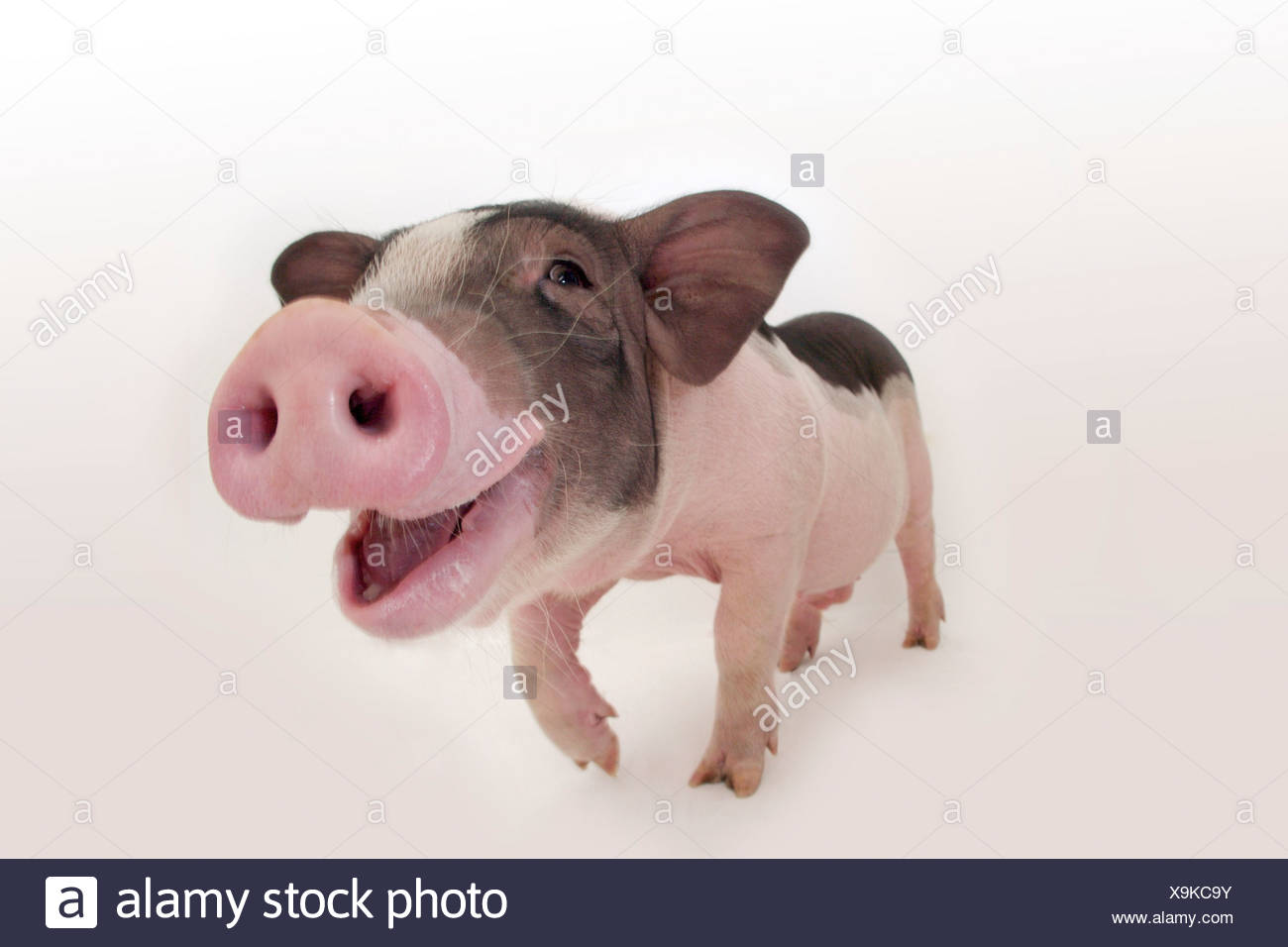 Pig Head Open Mouth High Resolution Stock Photography and Images - Alamy