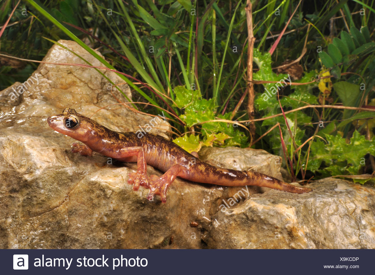 Grotto Salamander High Resolution Stock Photography and Images - Alamy