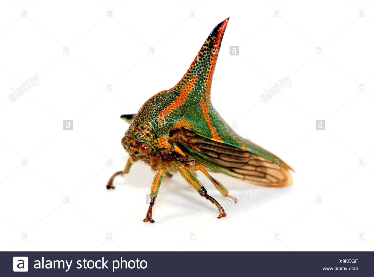Thorn Bug Umbonia High Resolution Stock Photography and Images - Alamy